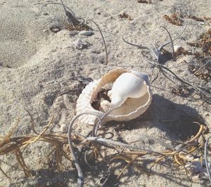 Los Cabos Real Estate Magazine at 15 - Los Cabos Real Estate